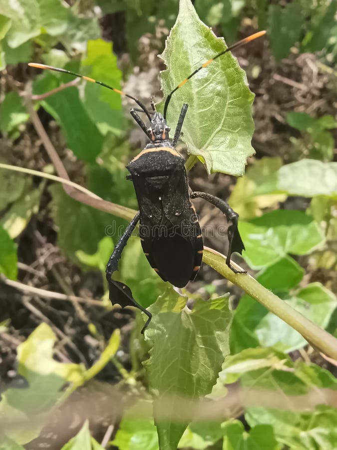 Red and black insect stock image. Image of macro, environment - 251059301