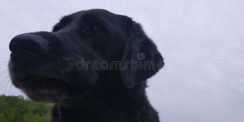 Lab close up stock photo. Image of cloudy, mammal, animal - 219973276