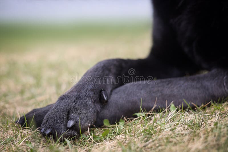 Close Up of Black Dogâ€˜s Crossed Paws in the Grass Stock Image - Image ...