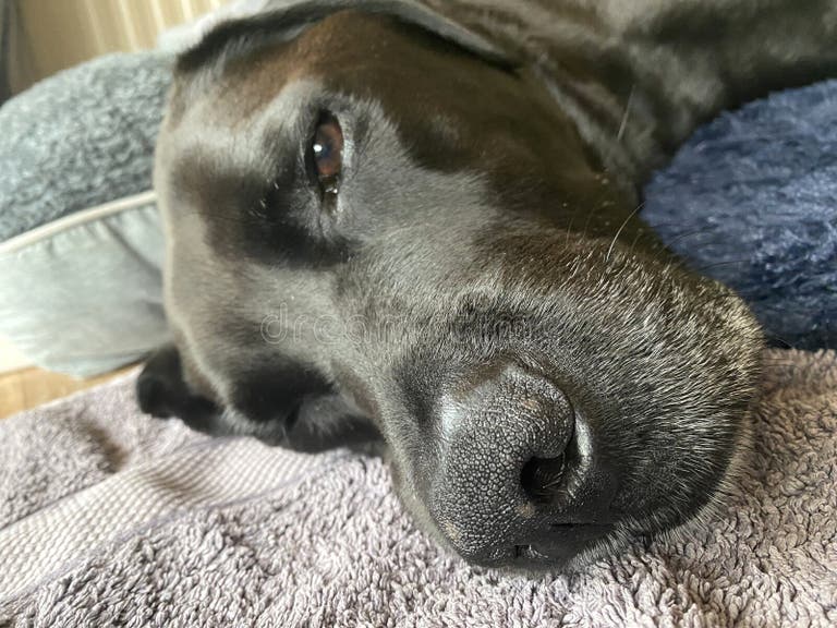 Close Up of a Black Labrador Resting Inside Stock Image - Image of ...