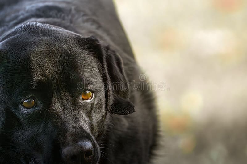 Close Up of a Black Labrador Sneaking into the Frame with Nice Eyes ...