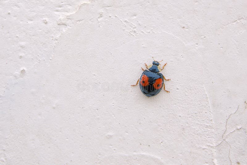 Ladybug stock photo. Image of insects, ladybug, insect - 280547920
