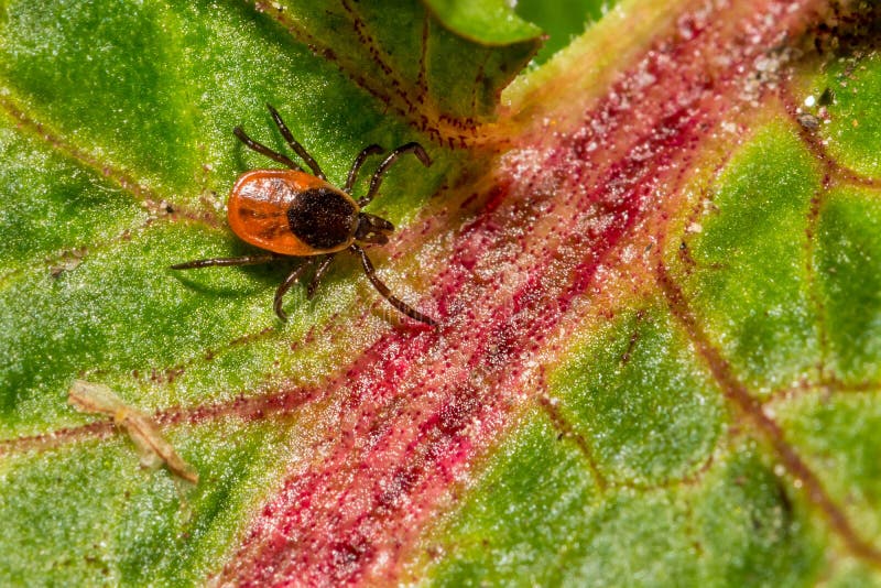 Black-legged Tick - Ixodes Scapularis Stock Photo - Image of black ...