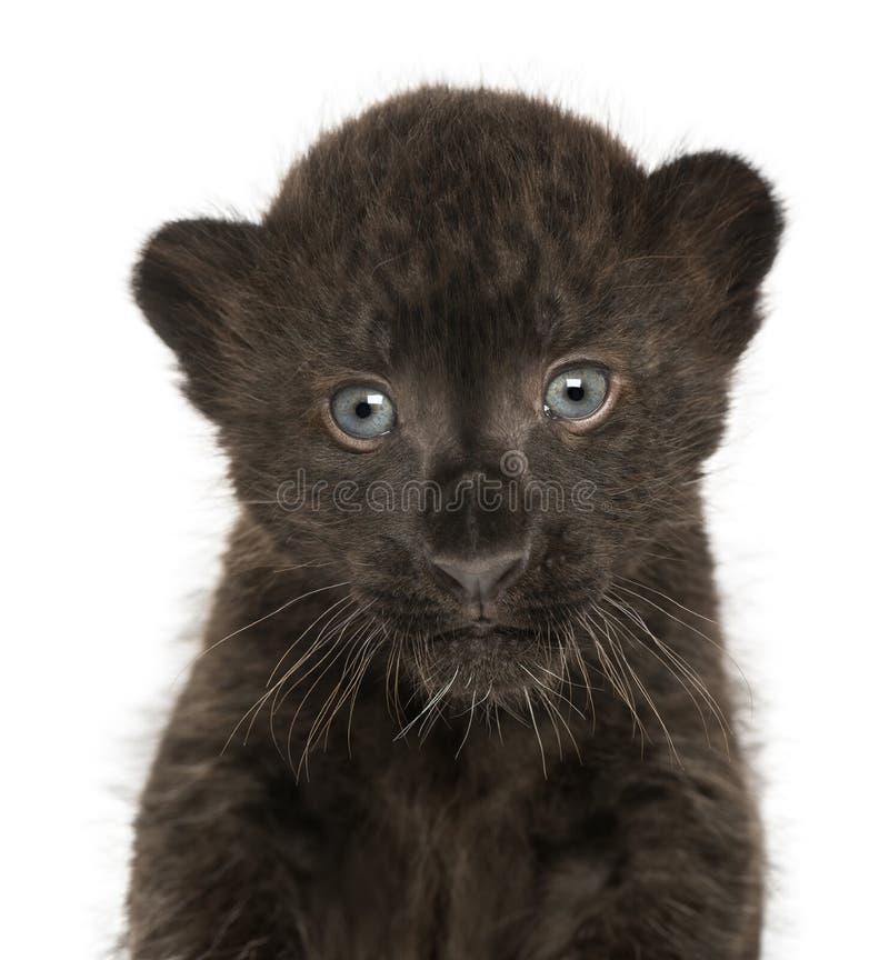 Close-up of a Black Leopard Cub, 3 Weeks Old Stock Image - Image of ...