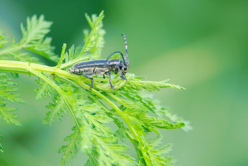 Longicorn Beetle in the Spring Stock Photo - Image of beetle, insect ...