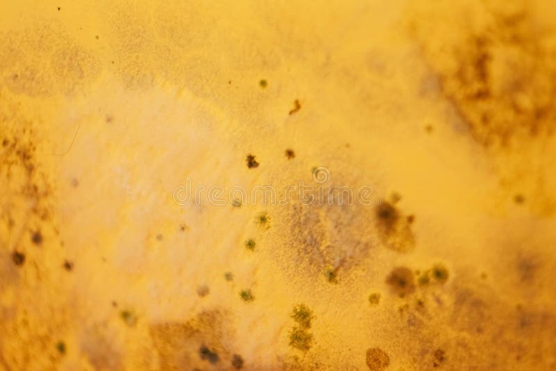 Close Up Black Mold on the Wall at Home. Stock Photo - Image of black ...