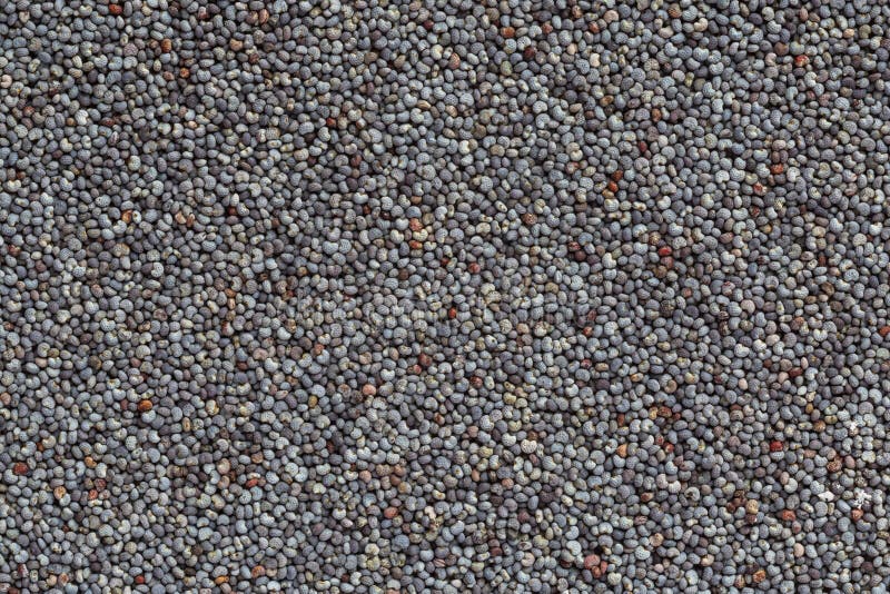 Close Up of Black Poppy Seeds Stock Photo - Image of poppy, heap: 149772804