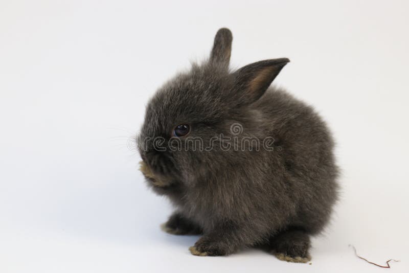 Close up Black Rabbit stock photo. Image of cute, fluffy - 196244678