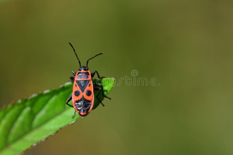 Close-up of a Black and Red Fire Bug Pyrrhocoris Apterus Waiting on the ...