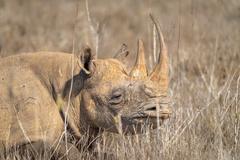 Close-up of Black Rhino Lying in Grass Stock Image - Image of rhino ...