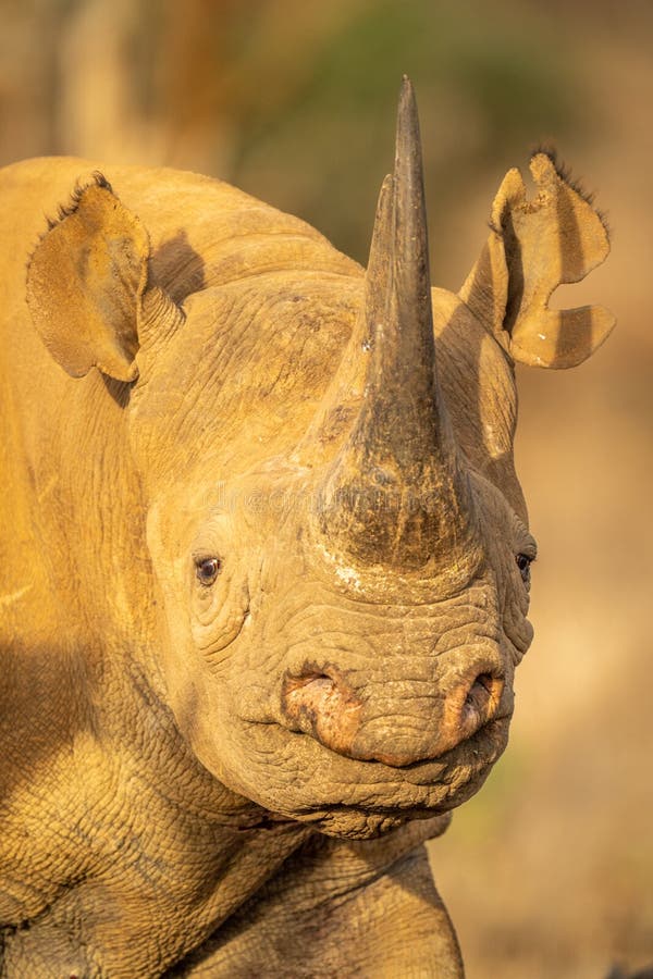 Close-up of Black Rhino Walking Towards Camera Stock Photo - Image of ...