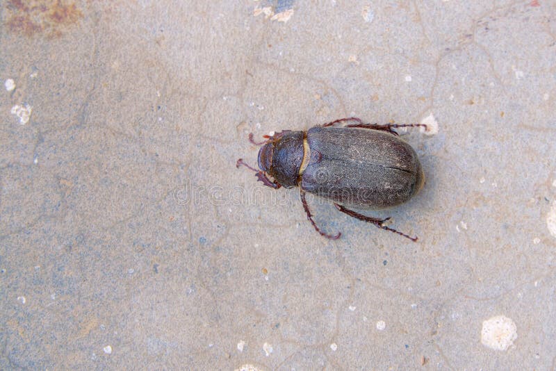 Scarab stock photo. Image of scarab, animals, life, cockchafer - 280123016