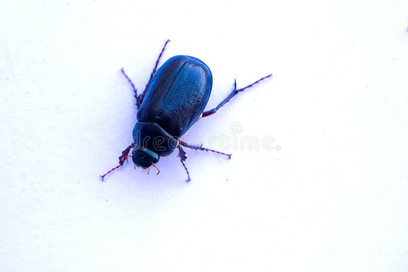 Black scarab stock image. Image of scarabaeidae, wildlife - 251007037