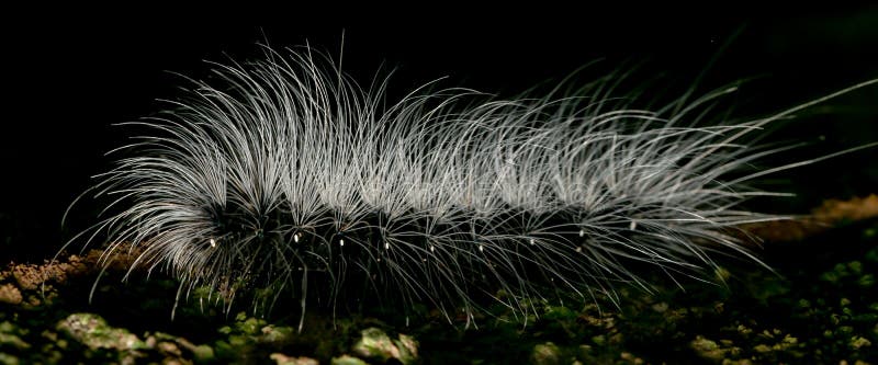 144 Furry Slug Stock Photos - Free & Royalty-Free Stock Photos from ...