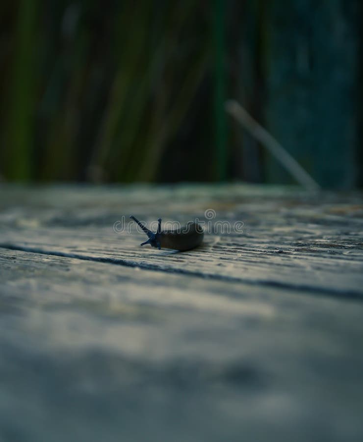 Close Up of a Black Snail on Wooden Walk Path Stock Photo - Image of ...
