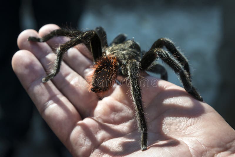 Spider in the Hands stock image. Image of arachnoid, hairy - 91767393