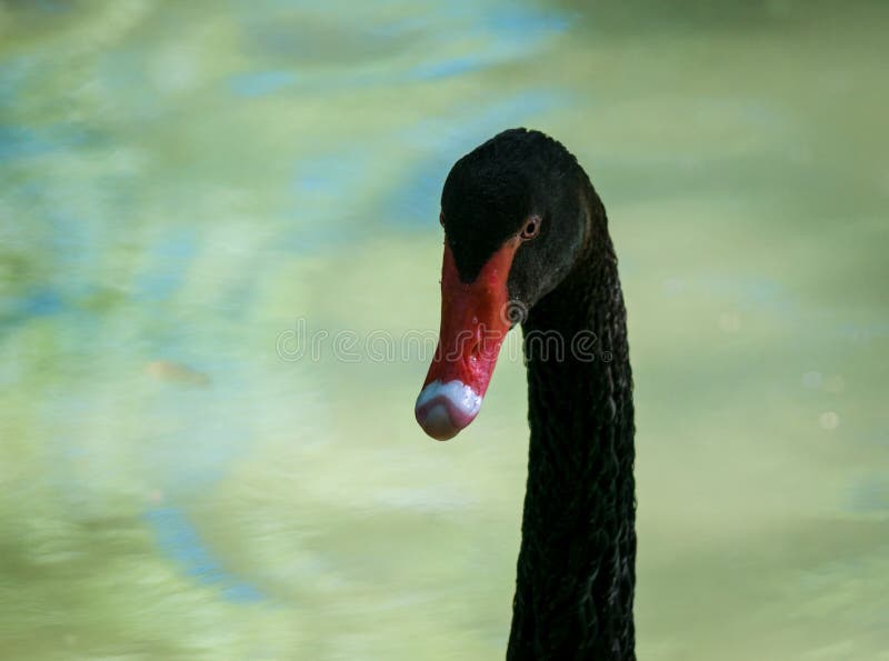 Close Up with a Black Swan`s Head and Neck on Blurred Background Stock ...