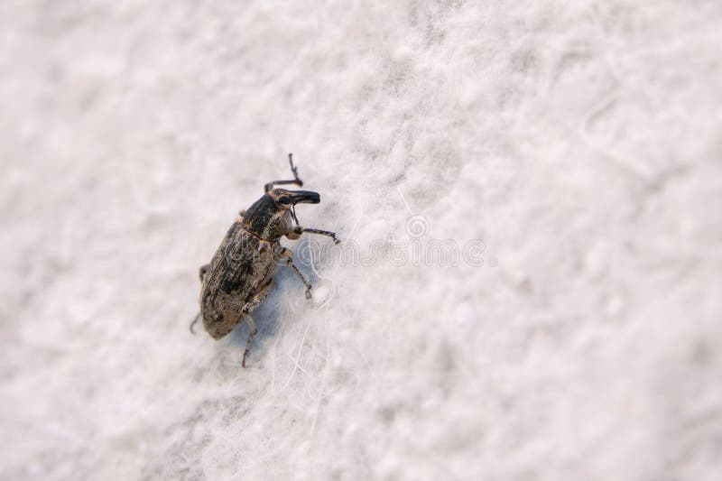 Weevil stock photo. Image of insects, zyzzyva, animals - 280073418