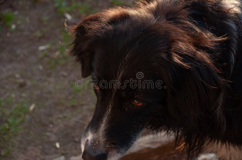 A Black and White Border Collie Walking Stock Photo - Image of animal ...