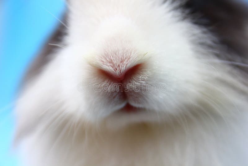 Rabbit mouth and nose stock photo. Image of cuddly, cute - 34566600