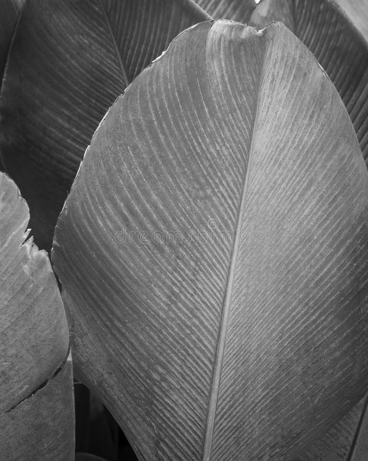 Close Up Black and White Color Leaf Texture Background with Light ...