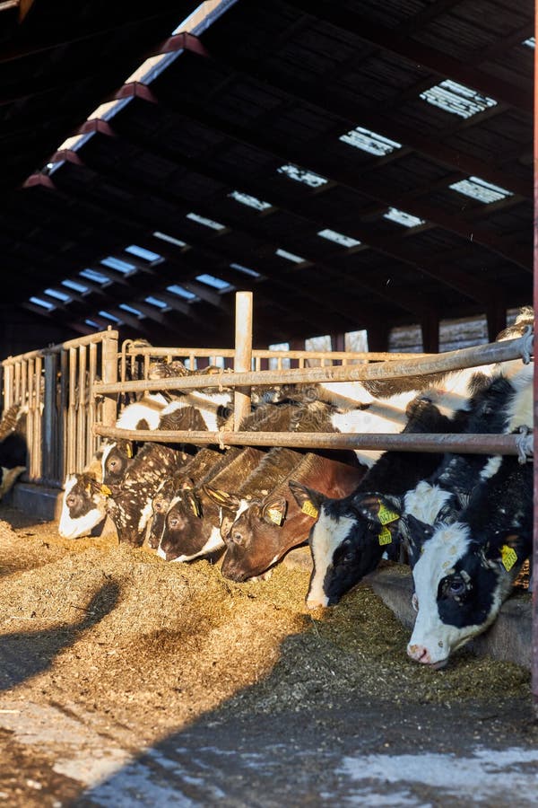 Close Up of a Black and White Cow Stock Photo - Image of bull, blue ...