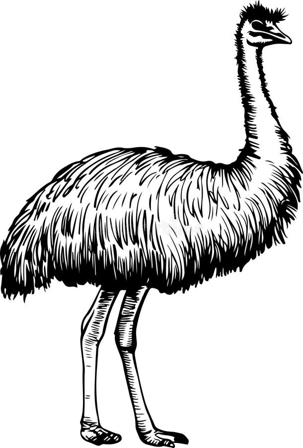 A Black and White Drawing of an Emu Stock Vector - Illustration of ...