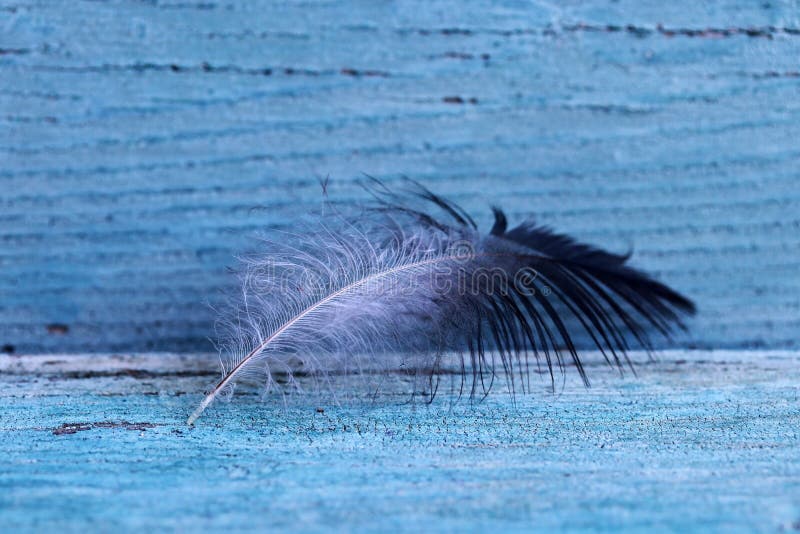 Feather on the blue sky stock photo. Image of plumule - 9018544