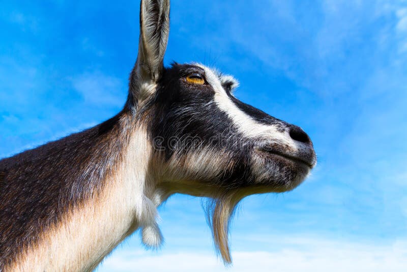 Goat on Blue Sky Background, Photo As Background Stock Photo - Image of ...