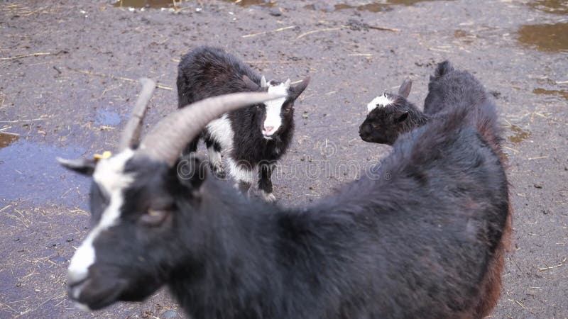 A Close-up of a Black and White Goat with Curved Horns. the Goat Has a ...