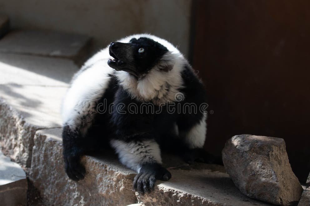 Close Up Black and White Ruffed Lemur Stock Image - Image of looking ...