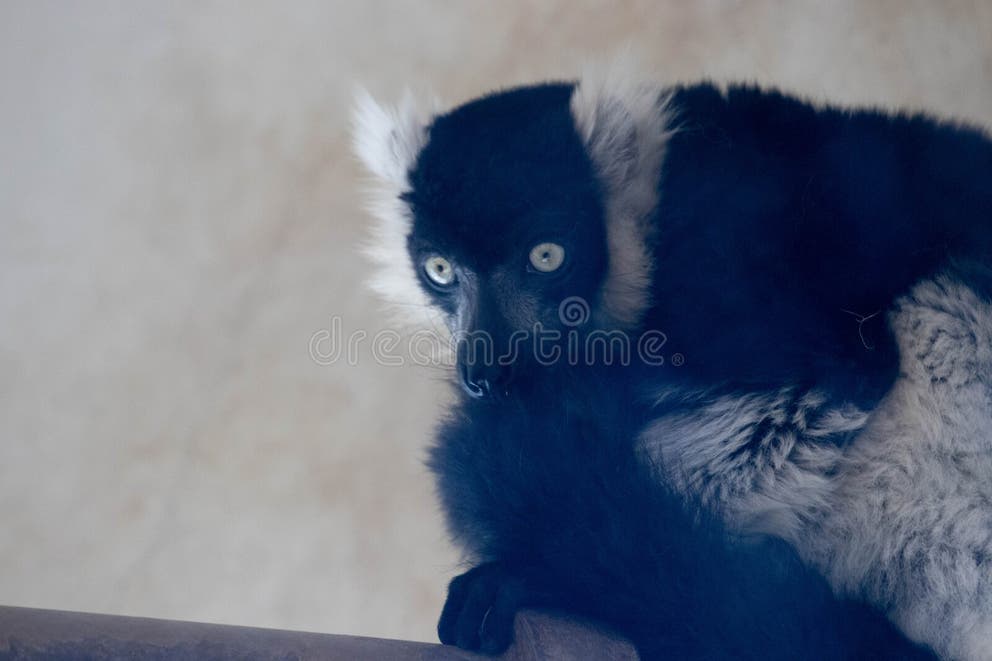 Close Up Black and White Ruffed Lemur Stock Image - Image of outdoors ...