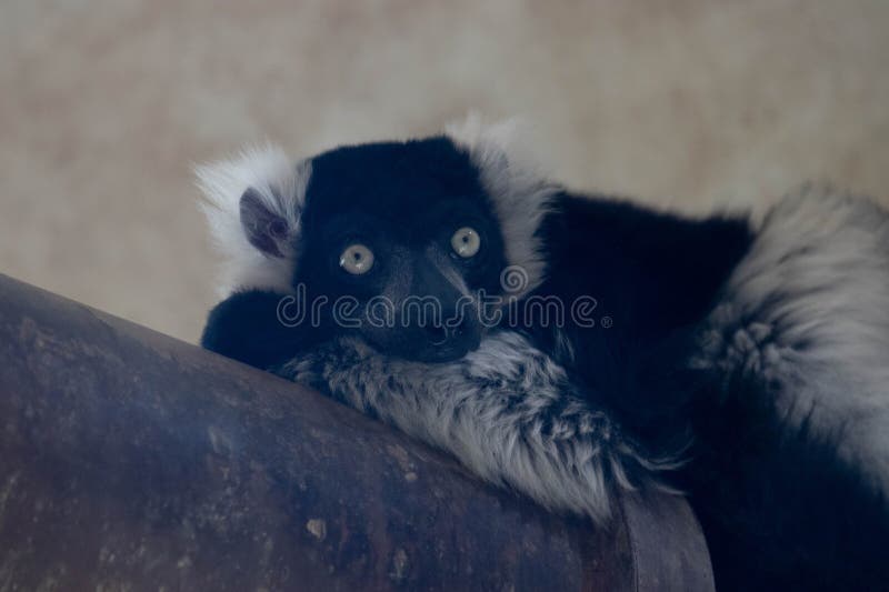 Close Up Black and White Ruffed Lemur Stock Image - Image of mammal ...