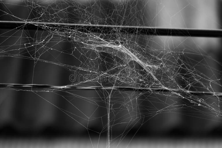 Close Up, Black and White Shot of Spider Web on the Wire. I Stock Image ...