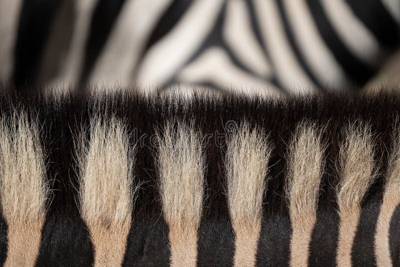 Zebra hair style stock photo. Image of style, header - 19807726