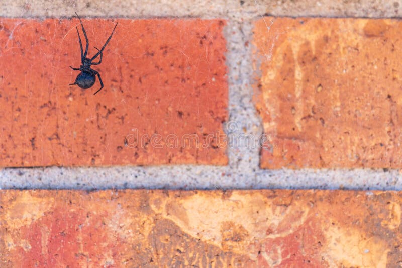 A Close-up of a Black Widow Spider on a Red Brick Wall Stock Photo ...