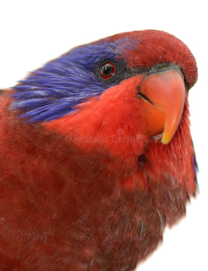 Close-up of a Black-winged Lory Stock Photo - Image of lory, beak: 23069176