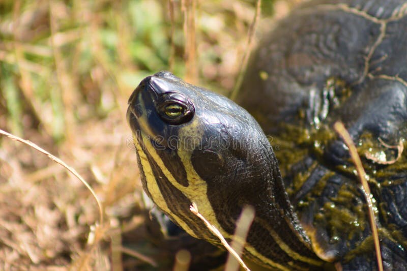Closeup of Black Yellow Turtle Head Side View with Eye Stock Image ...
