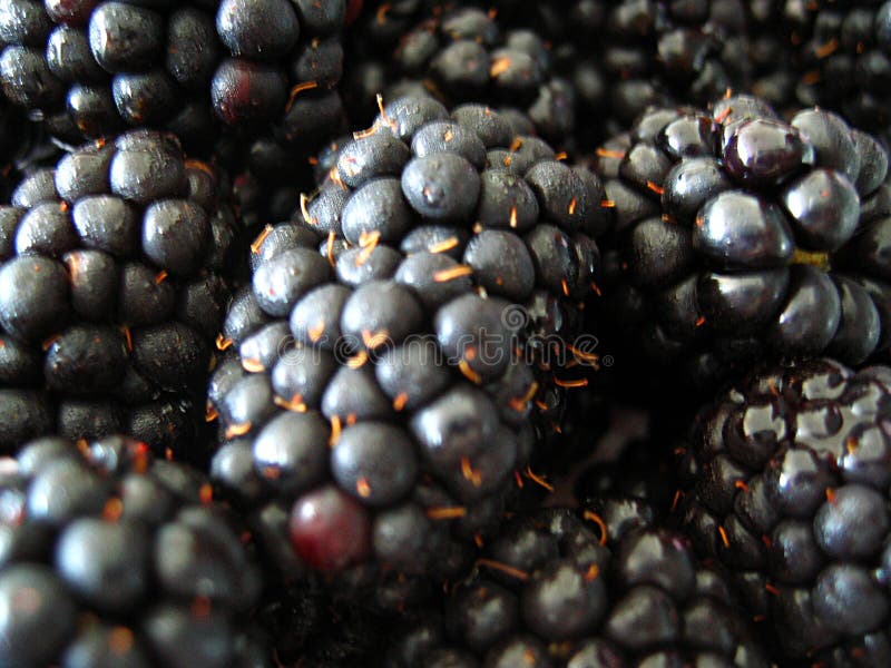 Close up of blackberries stock photo. Image of ripe, close - 24902