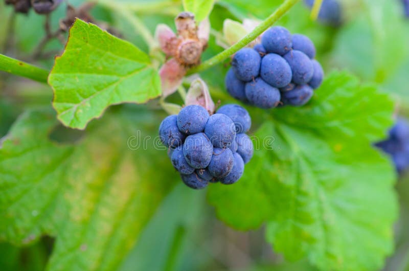 Close up of blackberry stock photo. Image of black, bush - 27189308
