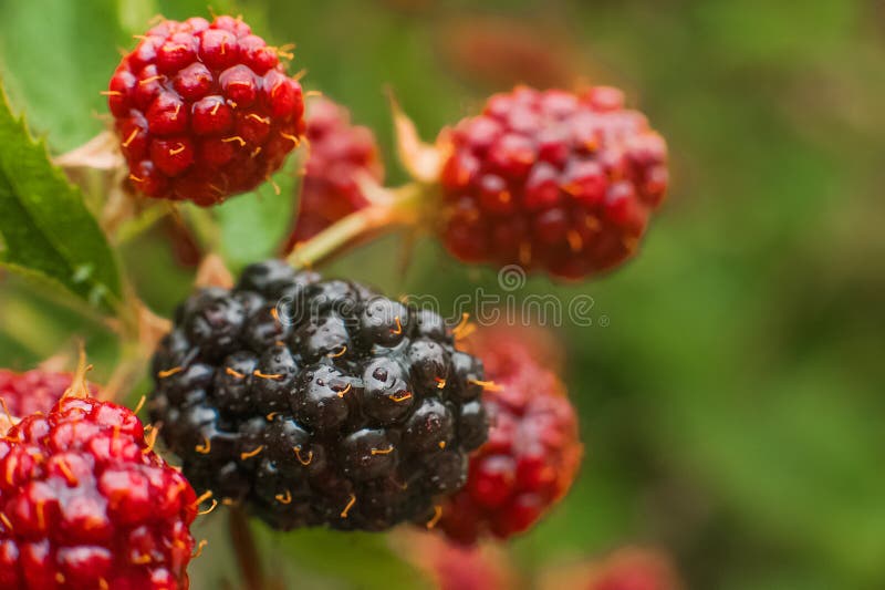 Close Up Blackberry with Leaves. Blackberry Close-up and Place for Text ...