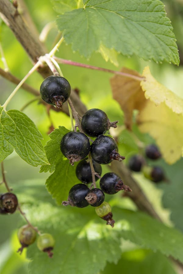 Blackcurrant Fruit on a Plant Stock Photo - Image of ripe, sweet: 249315208