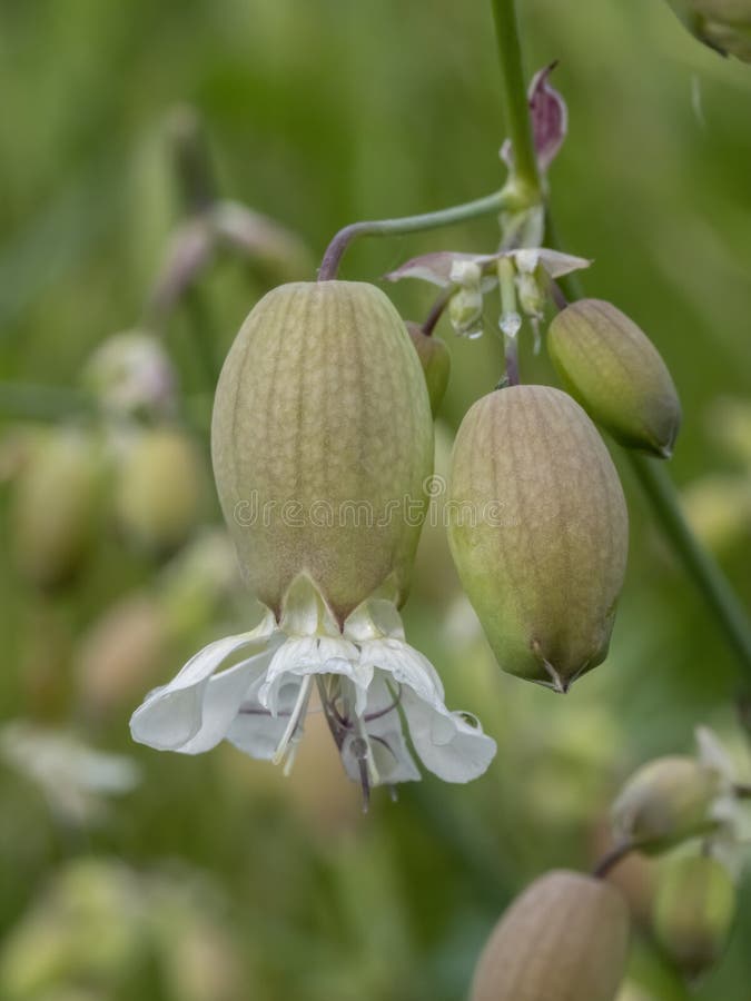 Close-up with Bladder Campion (Silene Vulgaris). Stock Photo - Image of ...
