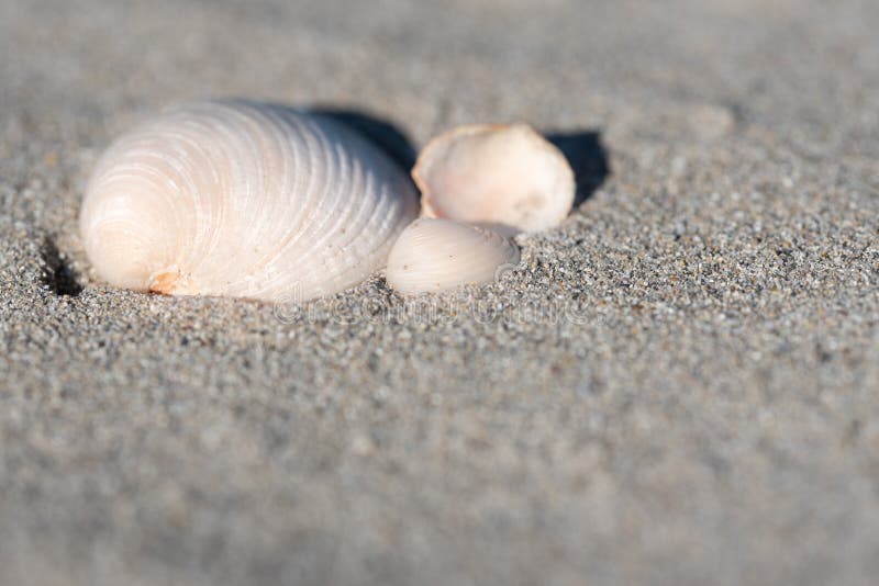 Close-up of Bleached Empty Mussel Shells Lying on the Light-colored ...