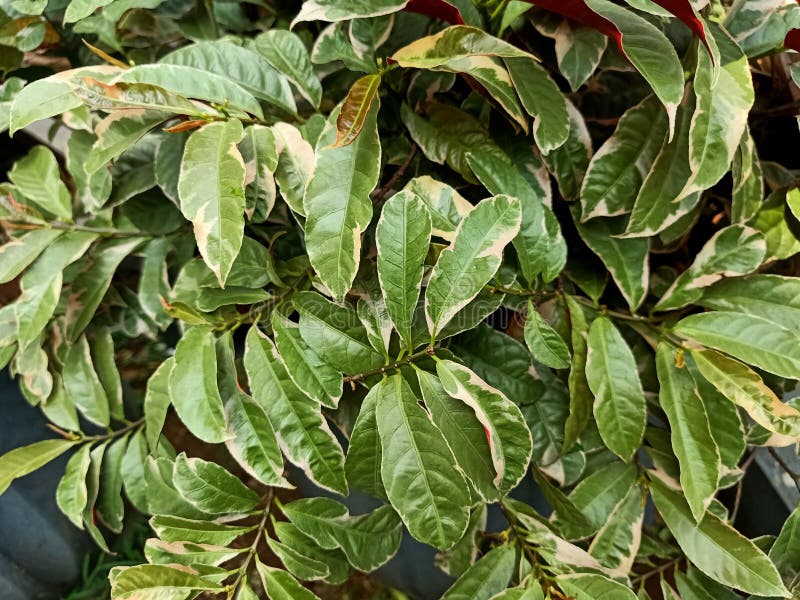 The Blindness Tree is a Species of Excoecaria Stock Photo - Image of ...