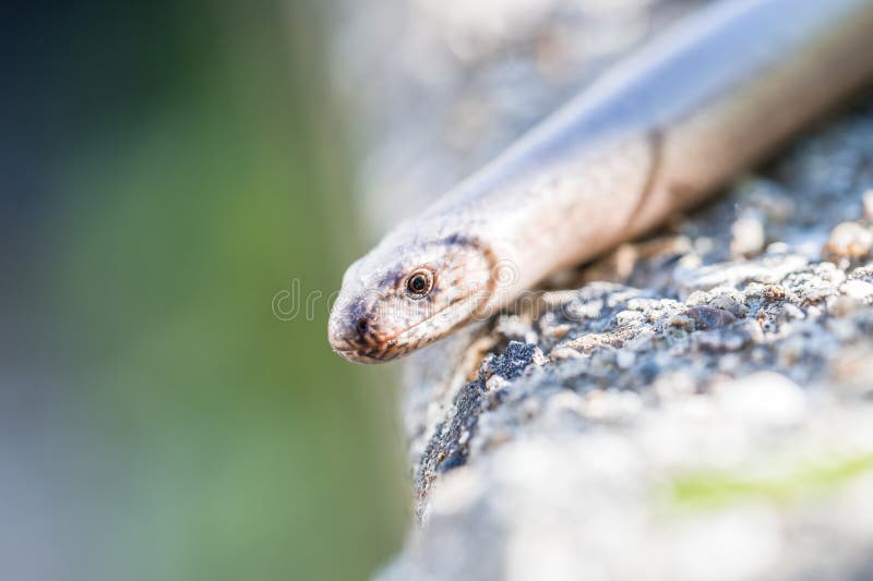 Close-up of a Blindworm (Anguis Fragilis) in a Garden, Germany Stock ...