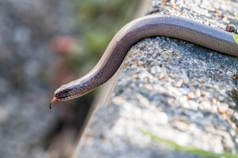 Close-up of a Blindworm (Anguis Fragilis) in a Garden, Germany Stock ...