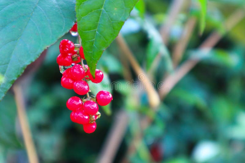 Close Up of Blood Berry Fruit Stock Photo - Image of food, produce ...