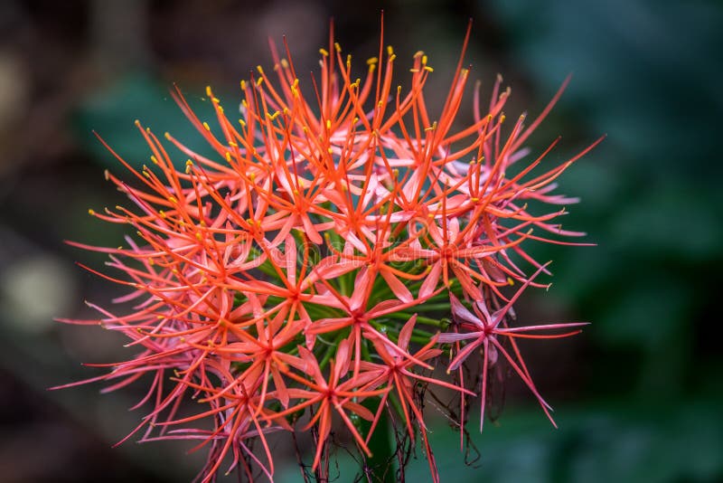 Close Up of a Blood Lily Flower Stock Image - Image of floral, flower ...