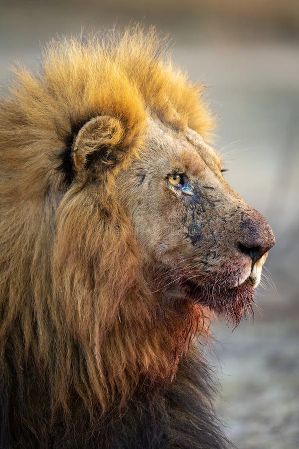 Close-up of Blood-stained Male Lion Lying Watching Stock Image - Image ...